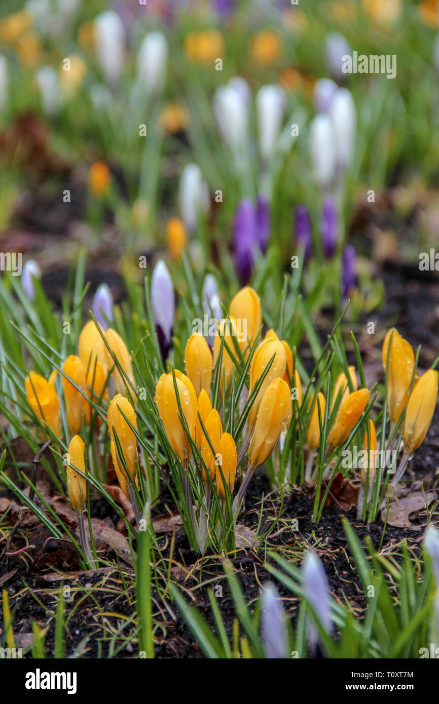 Crocus flowers in lawn hi-res stock photography and images - Alamy