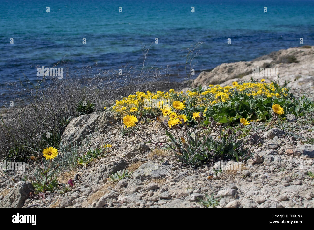 Yellow wildflowers, Sea Daisy or Sea Aster, Mediterranean Beach Daisy ...