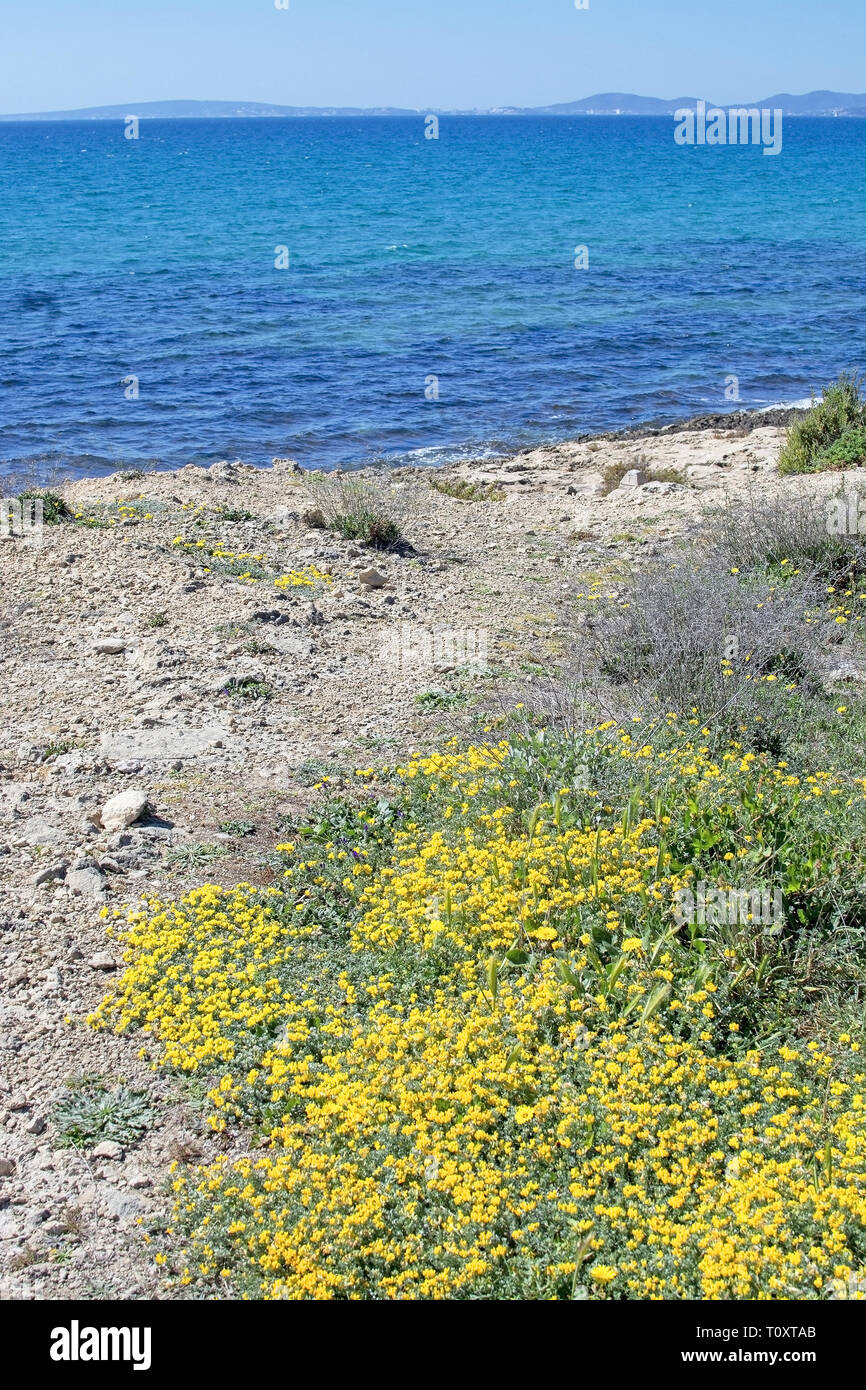 Yellow wildflowers, Sea Daisy or Sea Aster, Mediterranean Beach Daisy ...