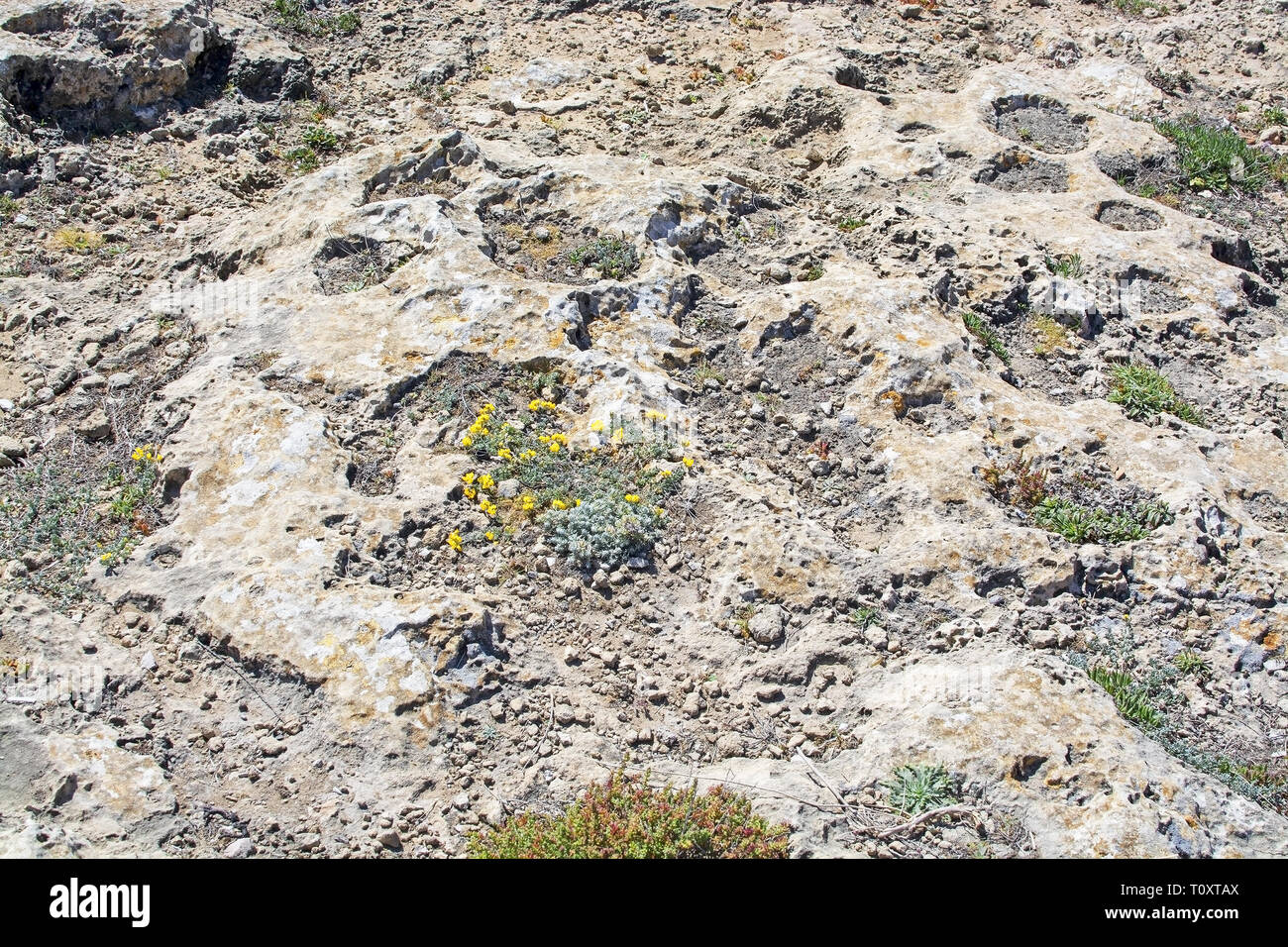 Yellow wildflowers, Sea Daisy or Sea Aster, Mediterranean Beach Daisy ...