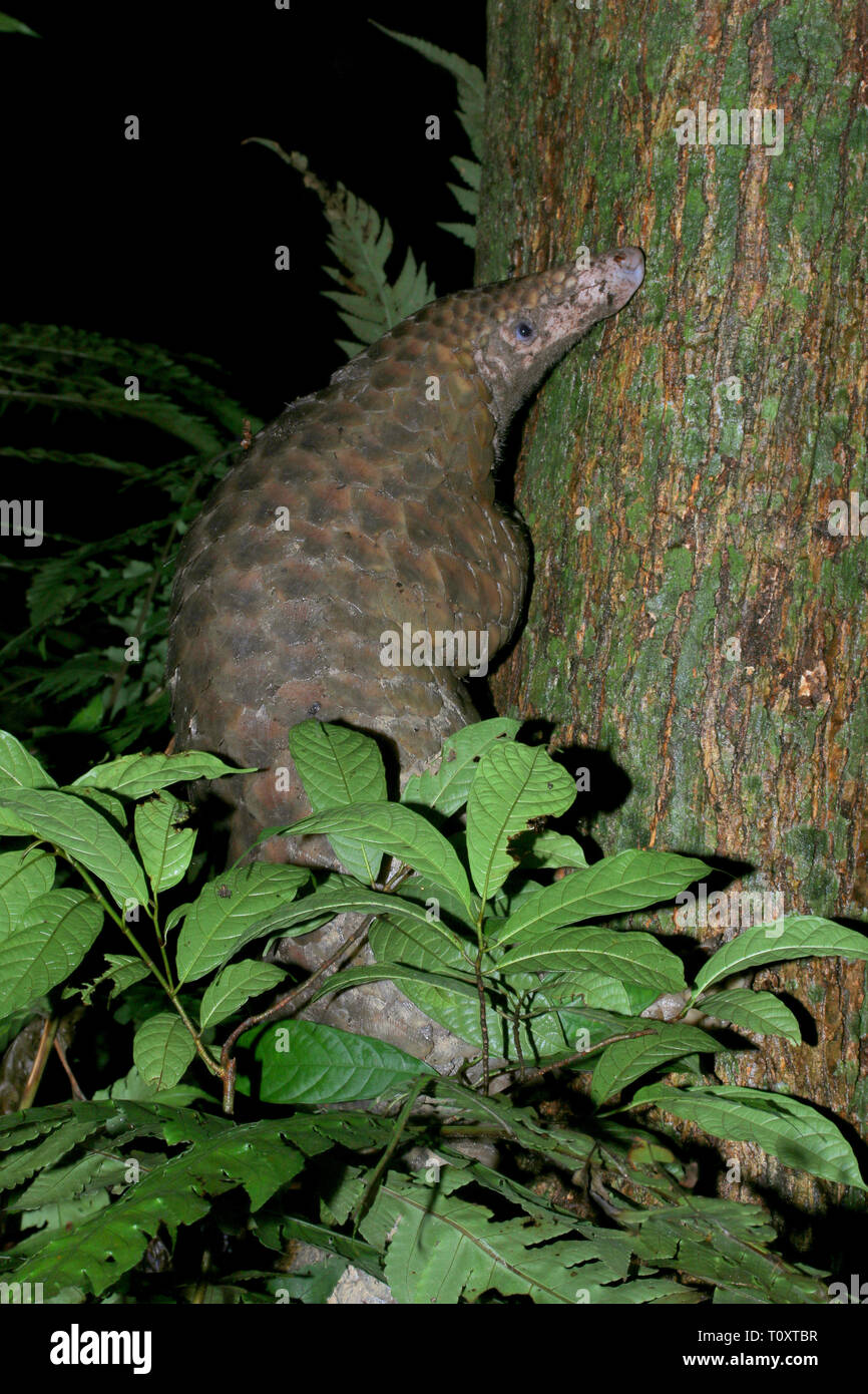 Malayan Pangoling Stock Photo - Alamy