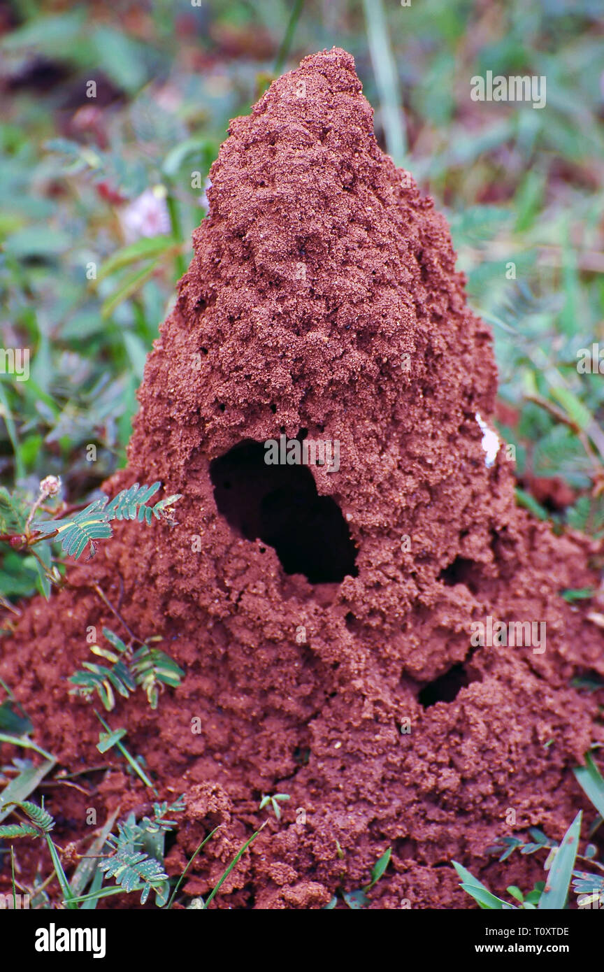 Photo termites hi-res stock photography and images - Alamy