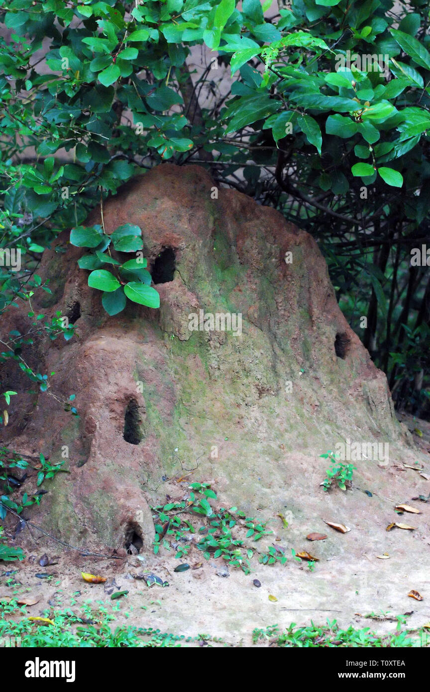 Photo termites hi-res stock photography and images - Alamy