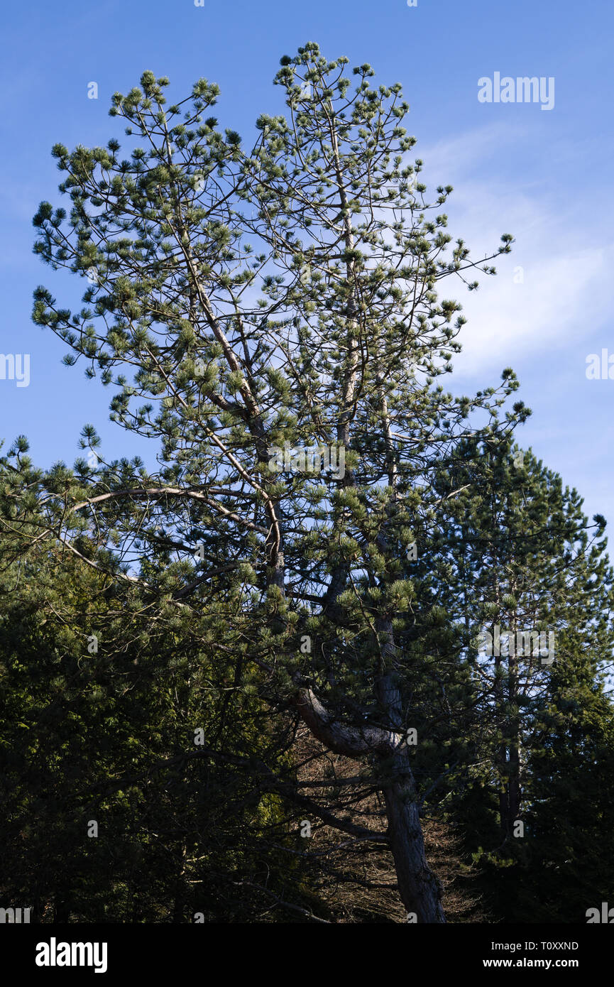 Canada tree hi-res stock photography and images - Alamy