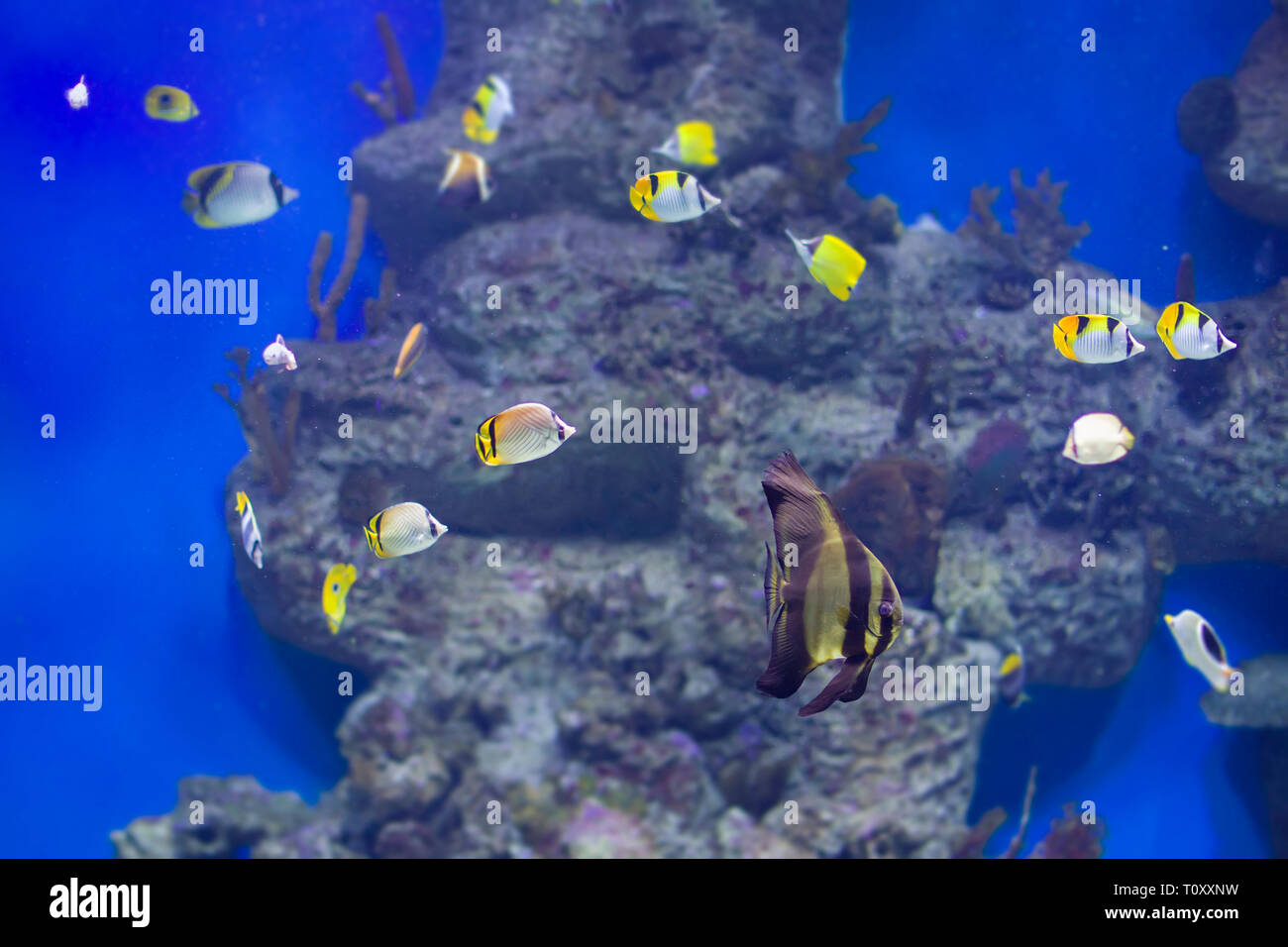 Tropical fish on the reefs of the red sea hi-res stock photography and ...