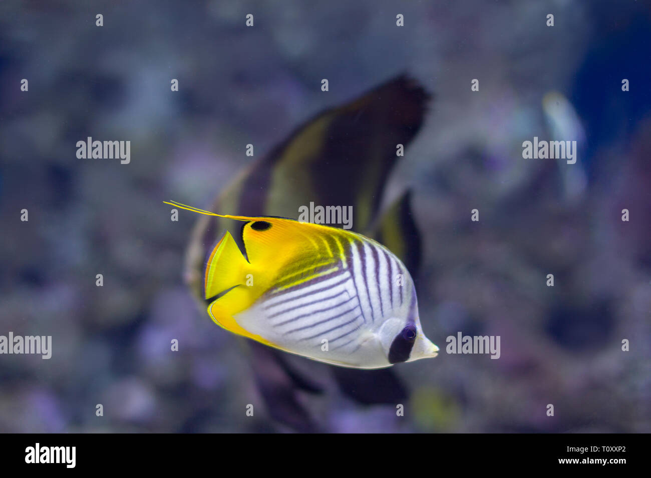 Sea fox fish on the sea background Stock Photo - Alamy