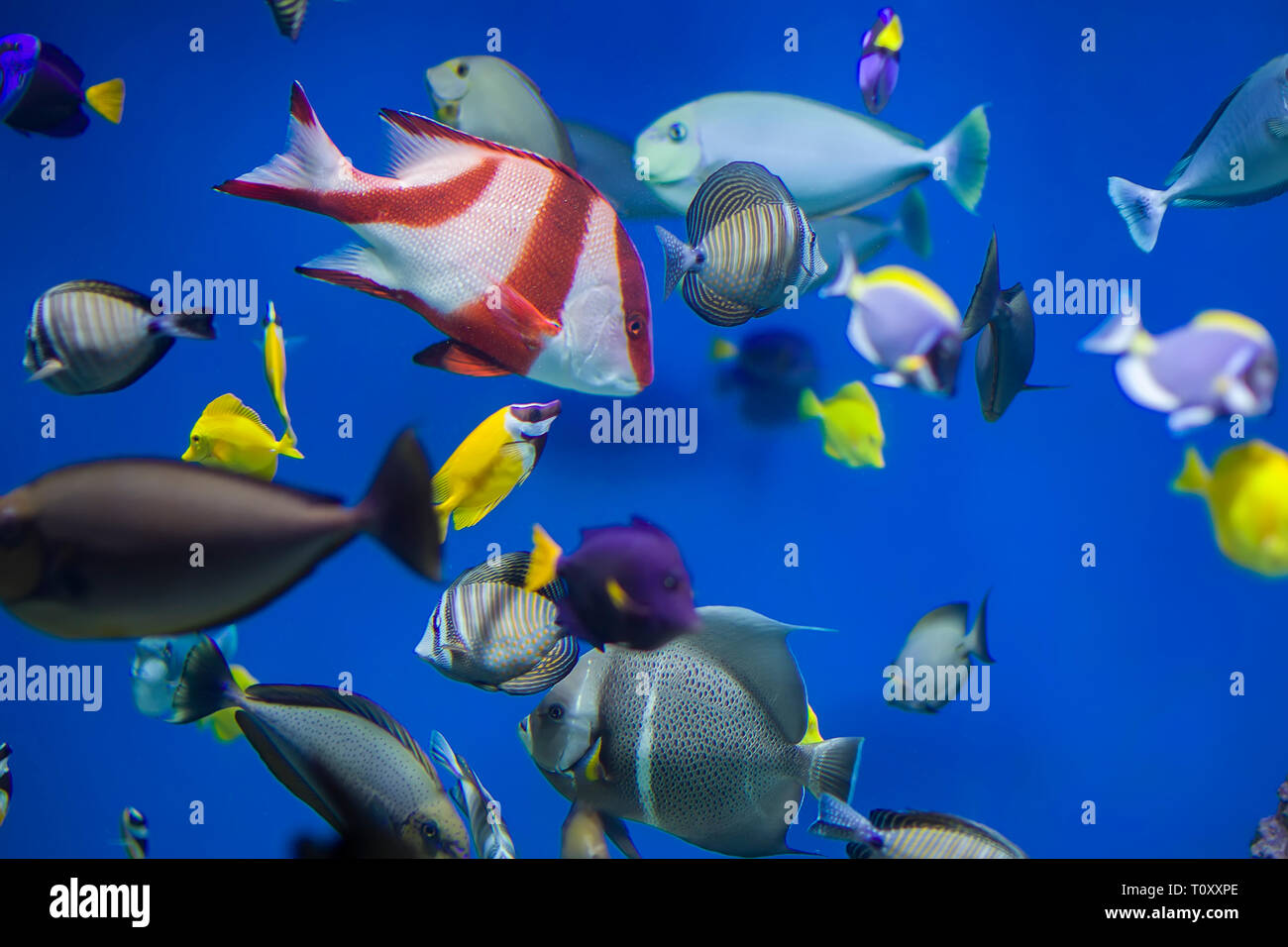 Multi-colored tropical fish on the background of reefs and corals Stock ...