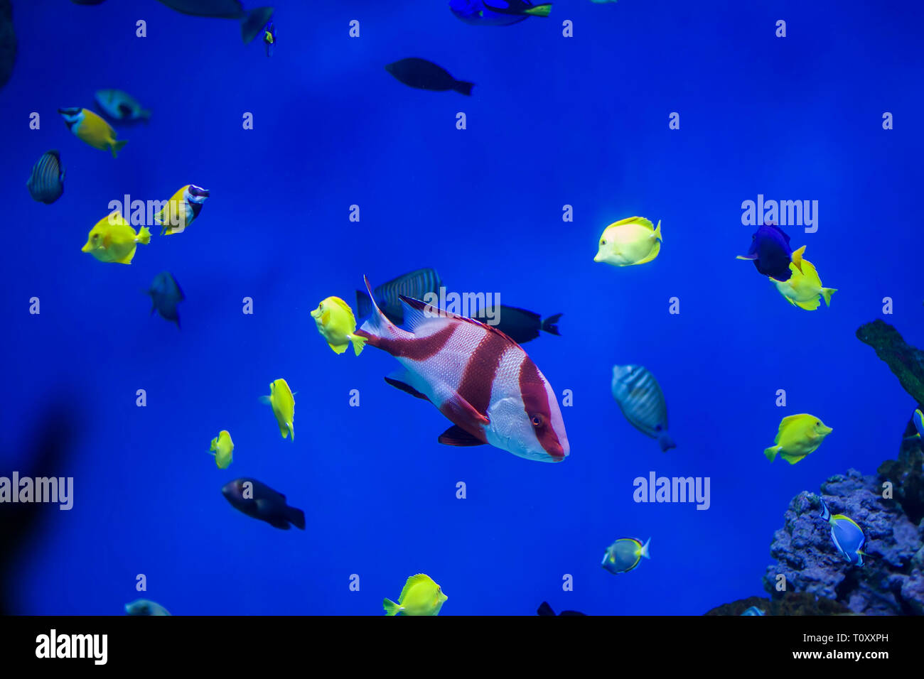 Tropical fish on the reefs of the red sea hi-res stock photography and ...