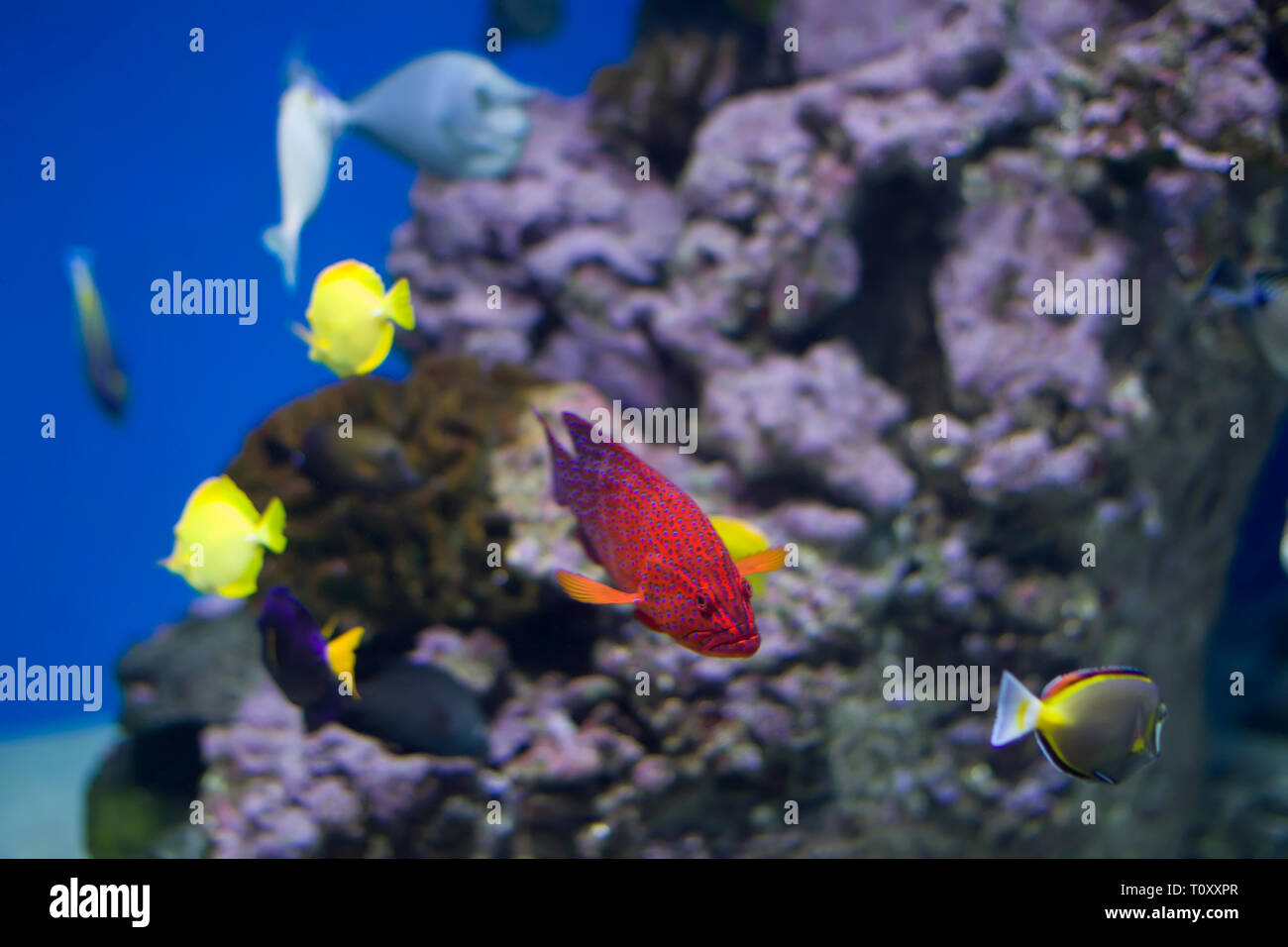 Grand bahama fish hi-res stock photography and images - Alamy