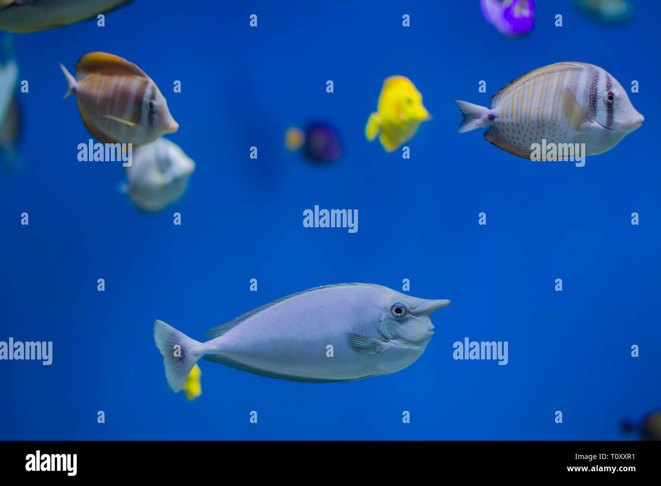 Multi-colored tropical fish on the background of reefs and corals Stock ...