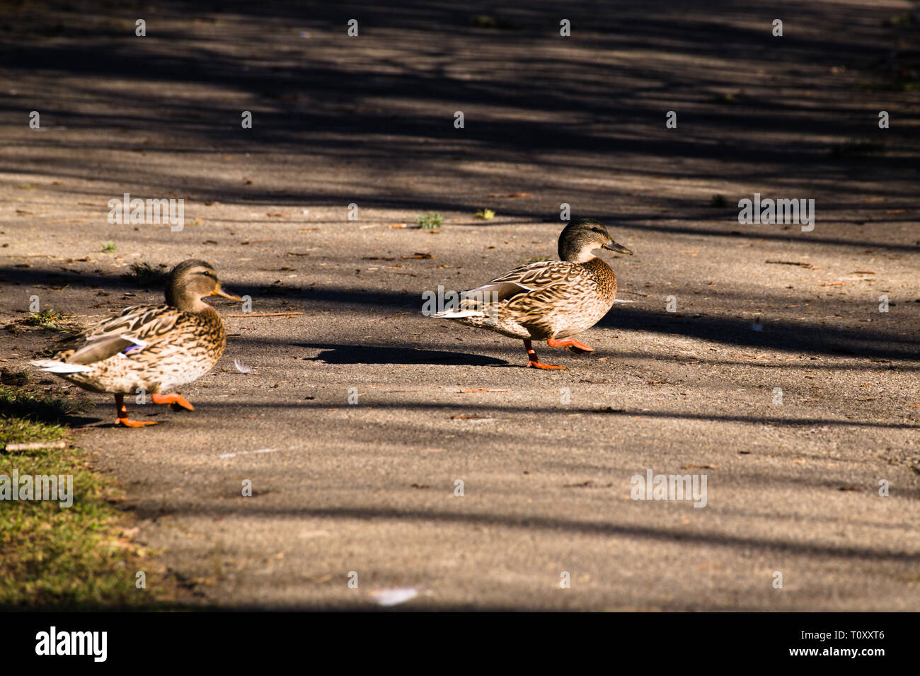 Mallard duck hen at Alderwood Park in Surrey, British Columbia, Canada ...