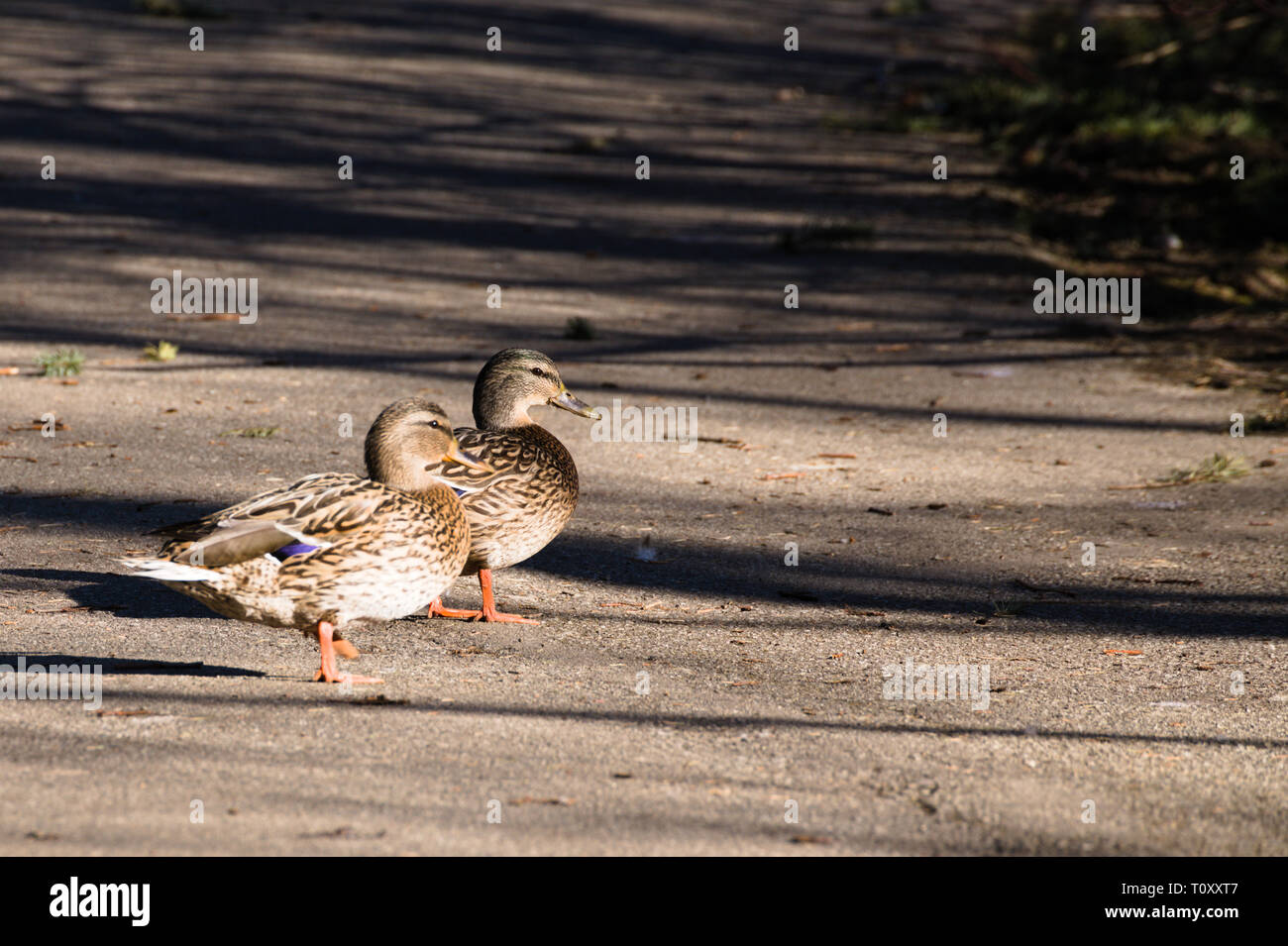 Mallard duck hen at Alderwood Park in Surrey, British Columbia, Canada ...