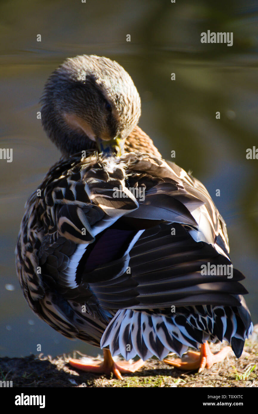 Female duck preening hi-res stock photography and images - Alamy