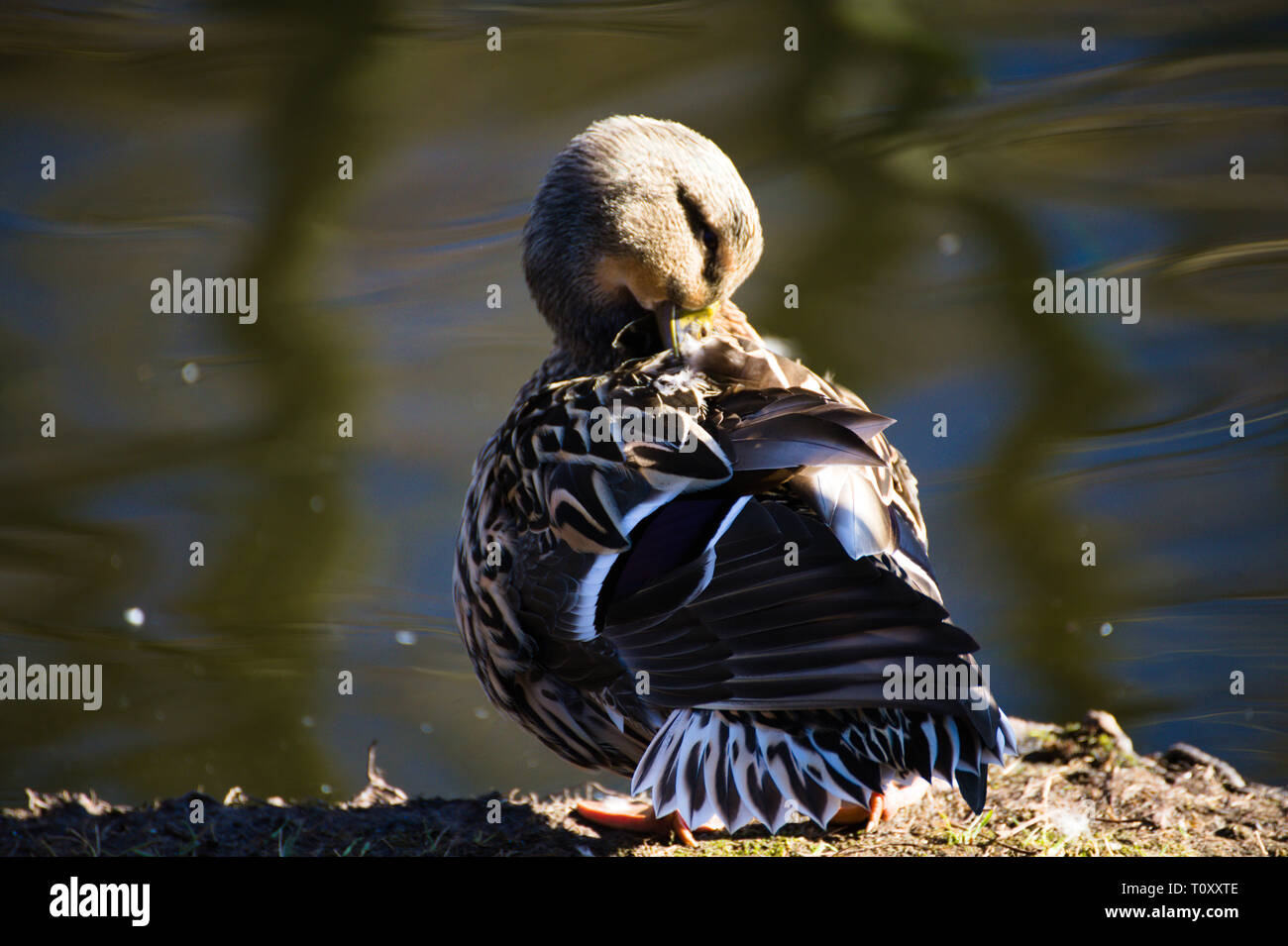 Female duck preening hi-res stock photography and images - Alamy