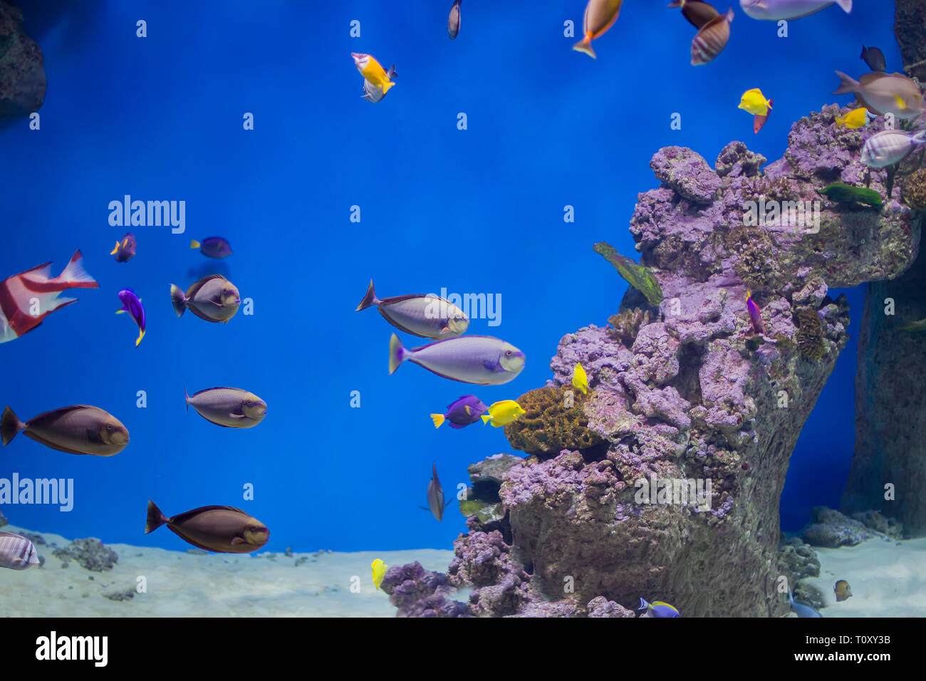 Multi-colored tropical fish on the background of reefs and corals Stock ...