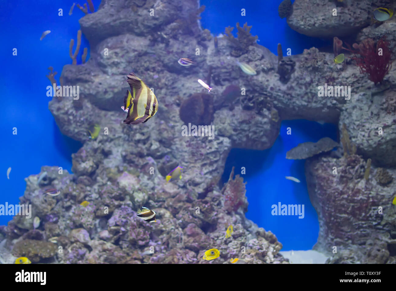 Grand bahama fish hi-res stock photography and images - Alamy