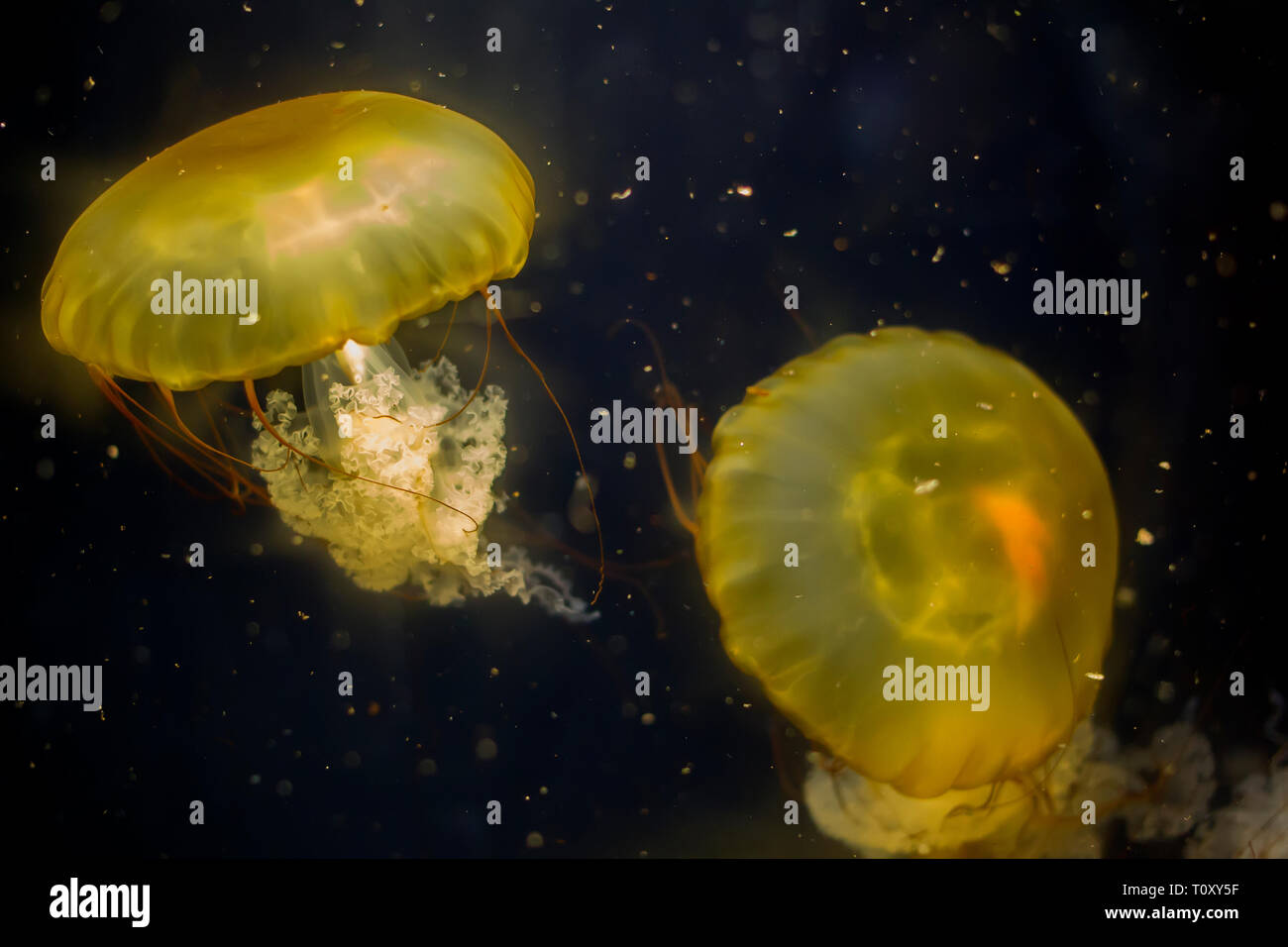 Two yellow jellyfish on black background on black background Stock ...