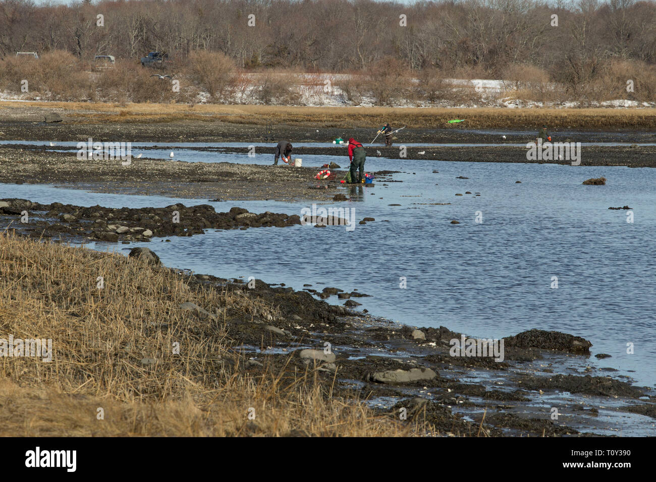 Licensed clammers work the mud flats and shoreline at Colt State Park ...