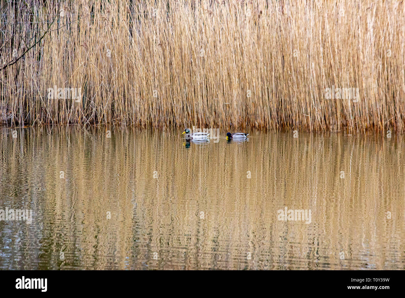 Nice Uk weather, lovely walk in the afternoon in public park with a ...