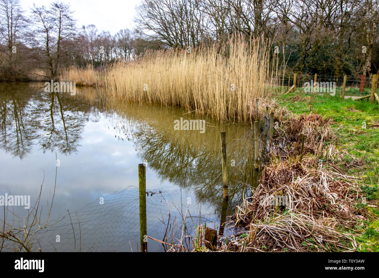 Nice Uk weather, lovely walk in the afternoon in public park with a ...