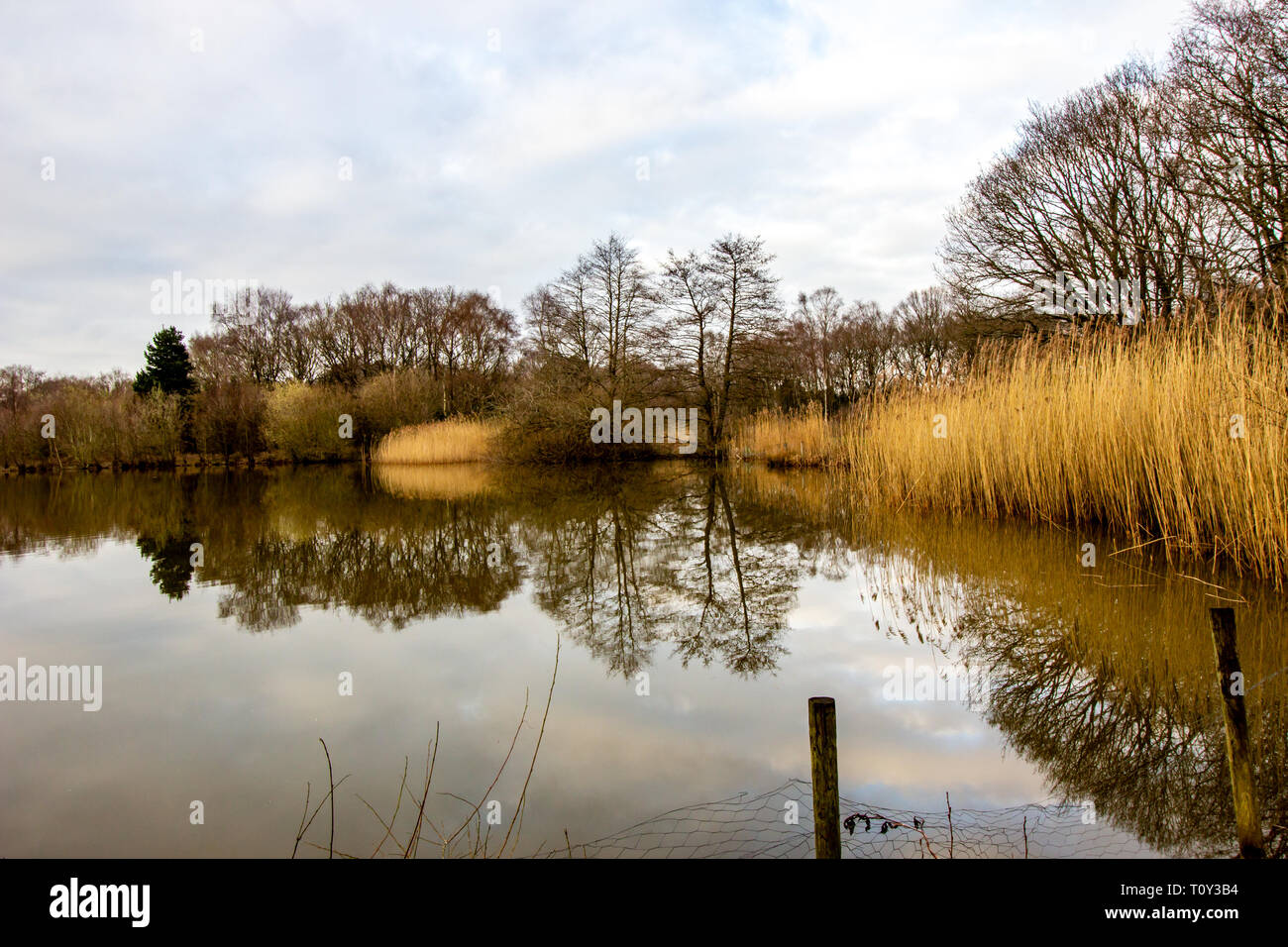 Nice Uk weather, lovely walk in the afternoon in public park with a ...