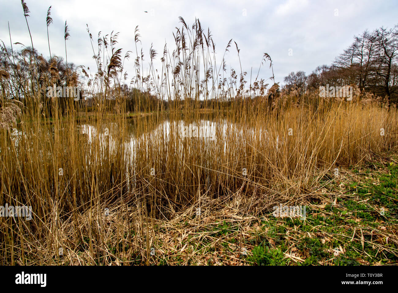 Nice Uk weather, lovely walk in the afternoon in public park with a ...