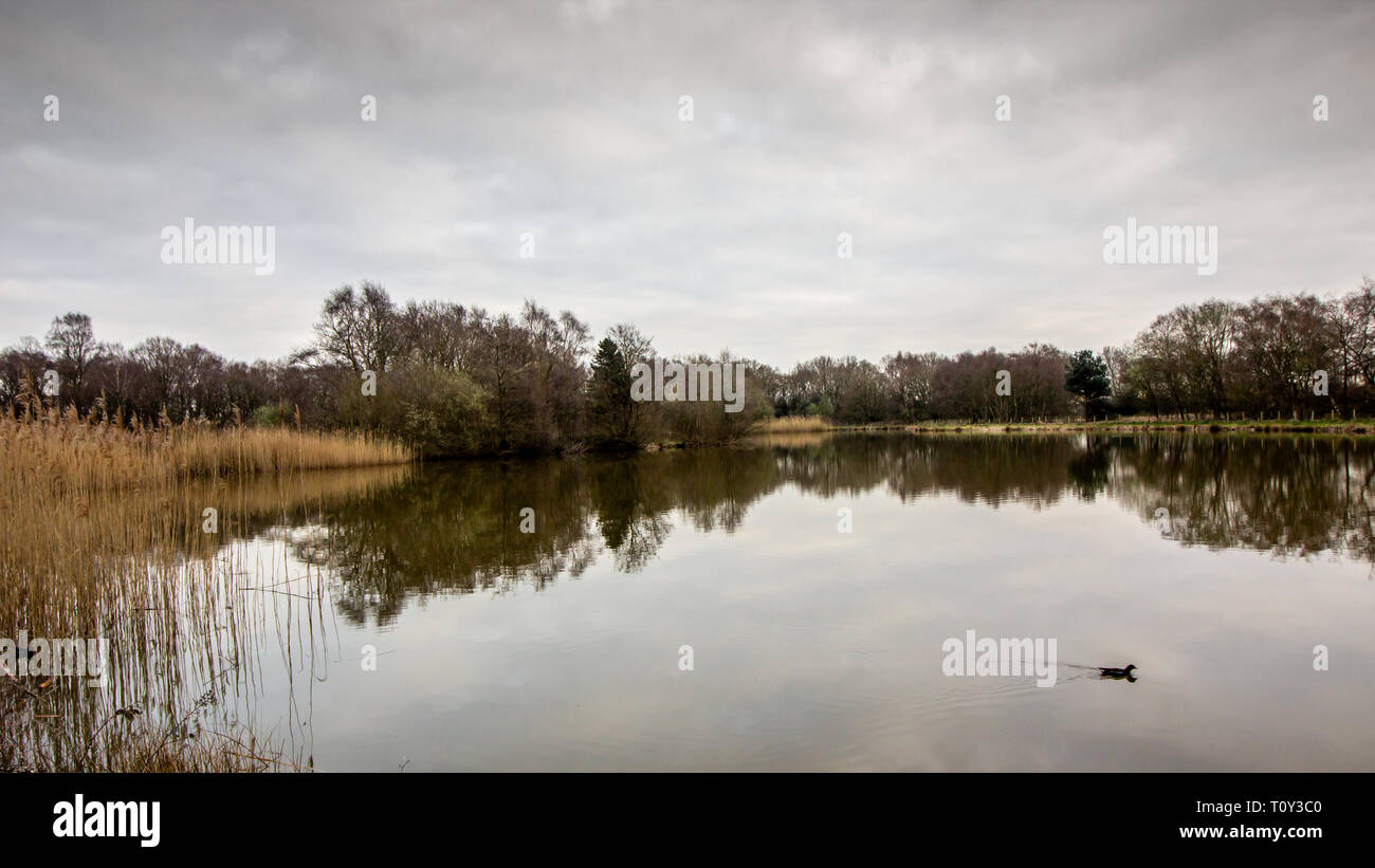 Nice Uk weather, lovely walk in the afternoon in public park with a ...