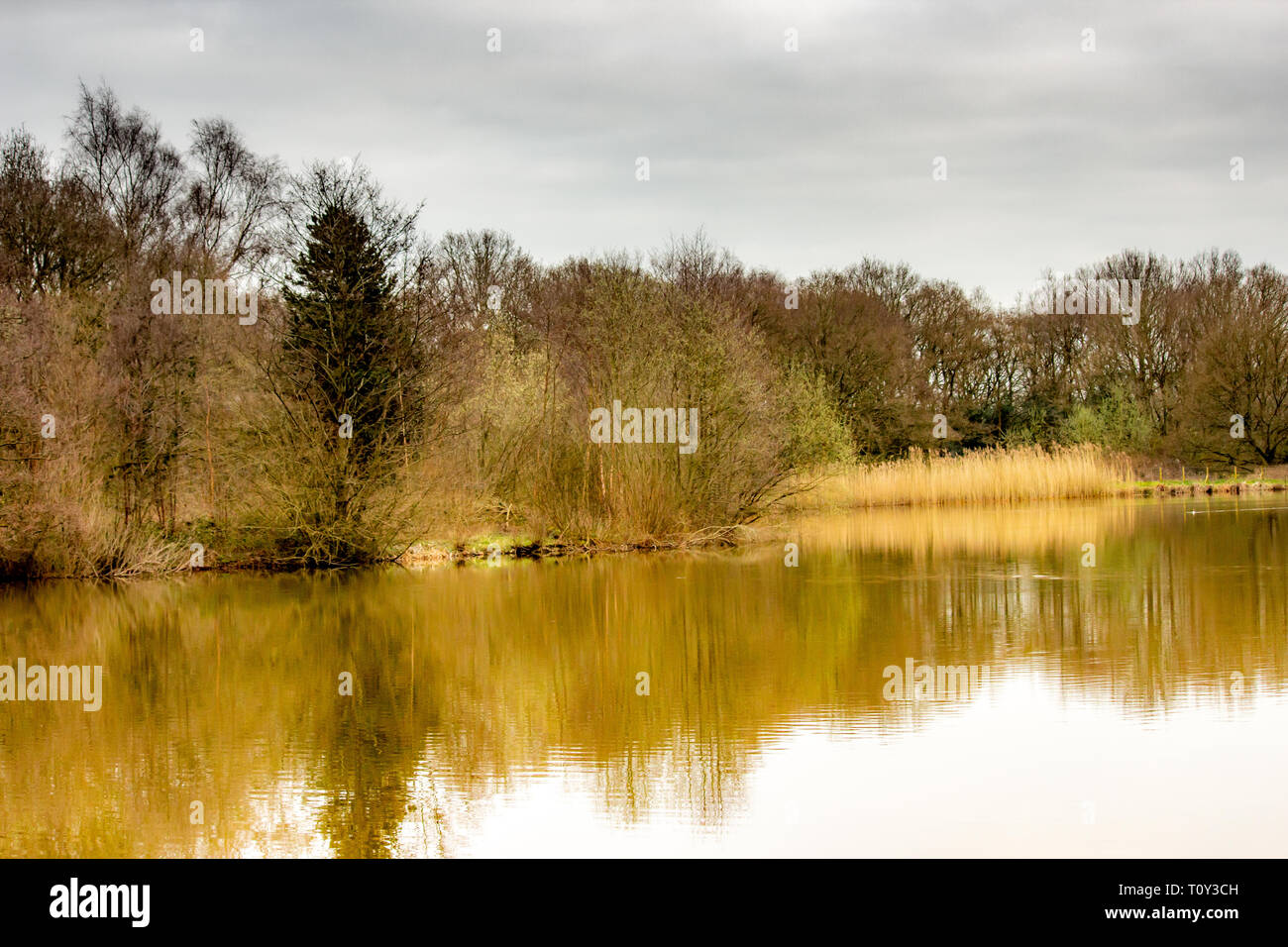 Nice Uk weather, lovely walk in the afternoon in public park with a ...