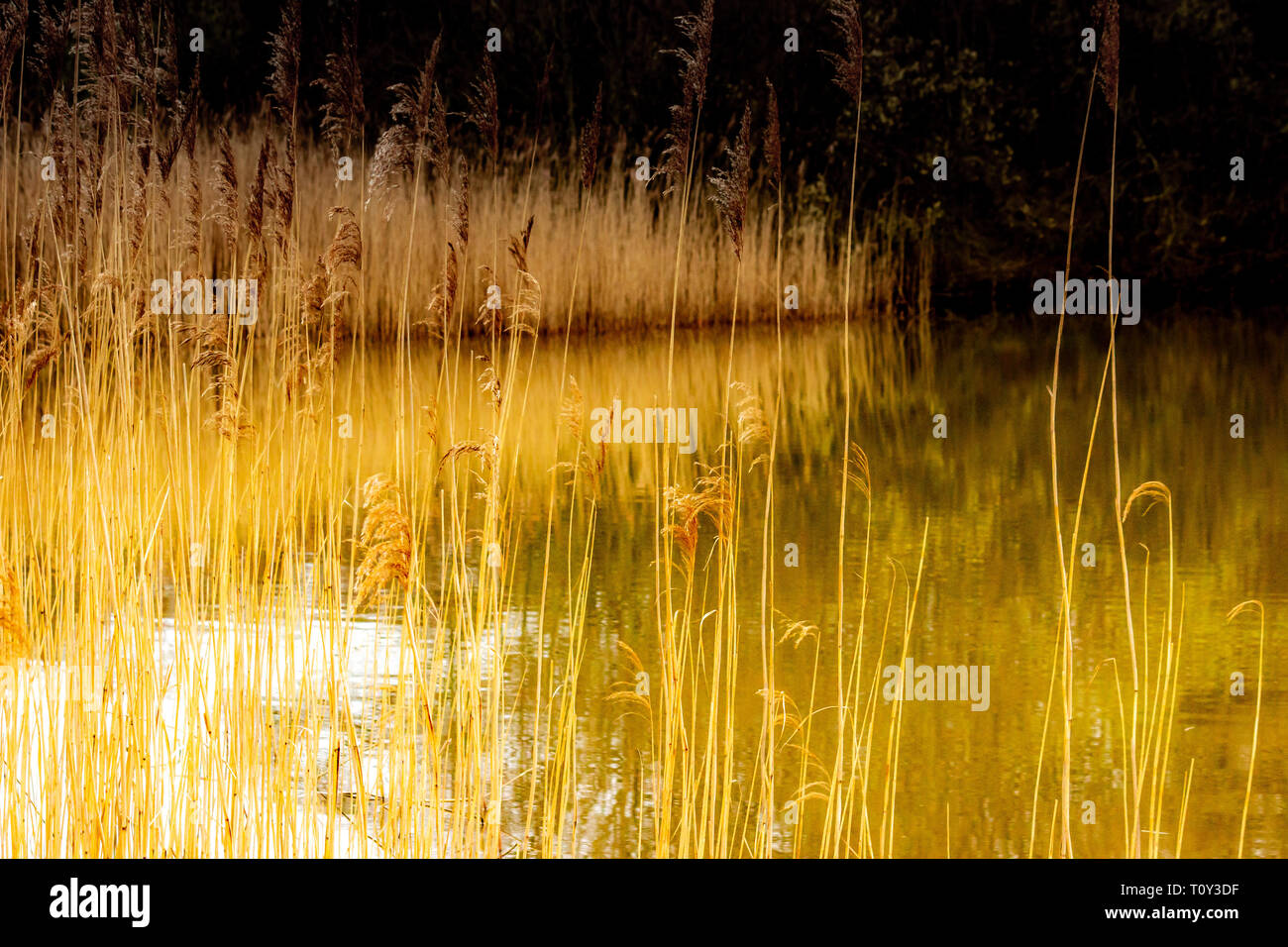 Nice Uk weather, lovely walk in the afternoon in public park with a ...