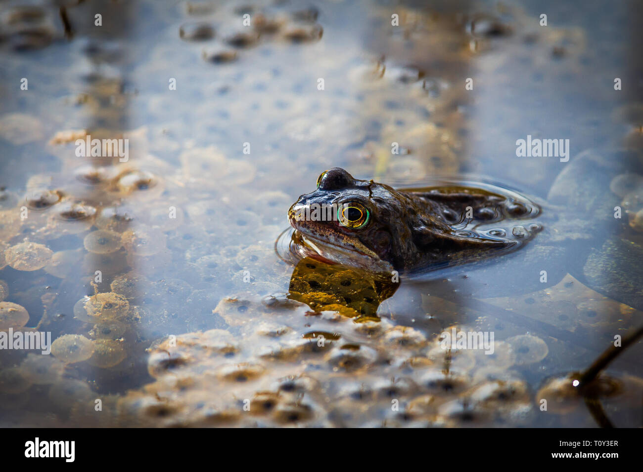 Spring Frog and Frogspawn Stock Photo - Alamy