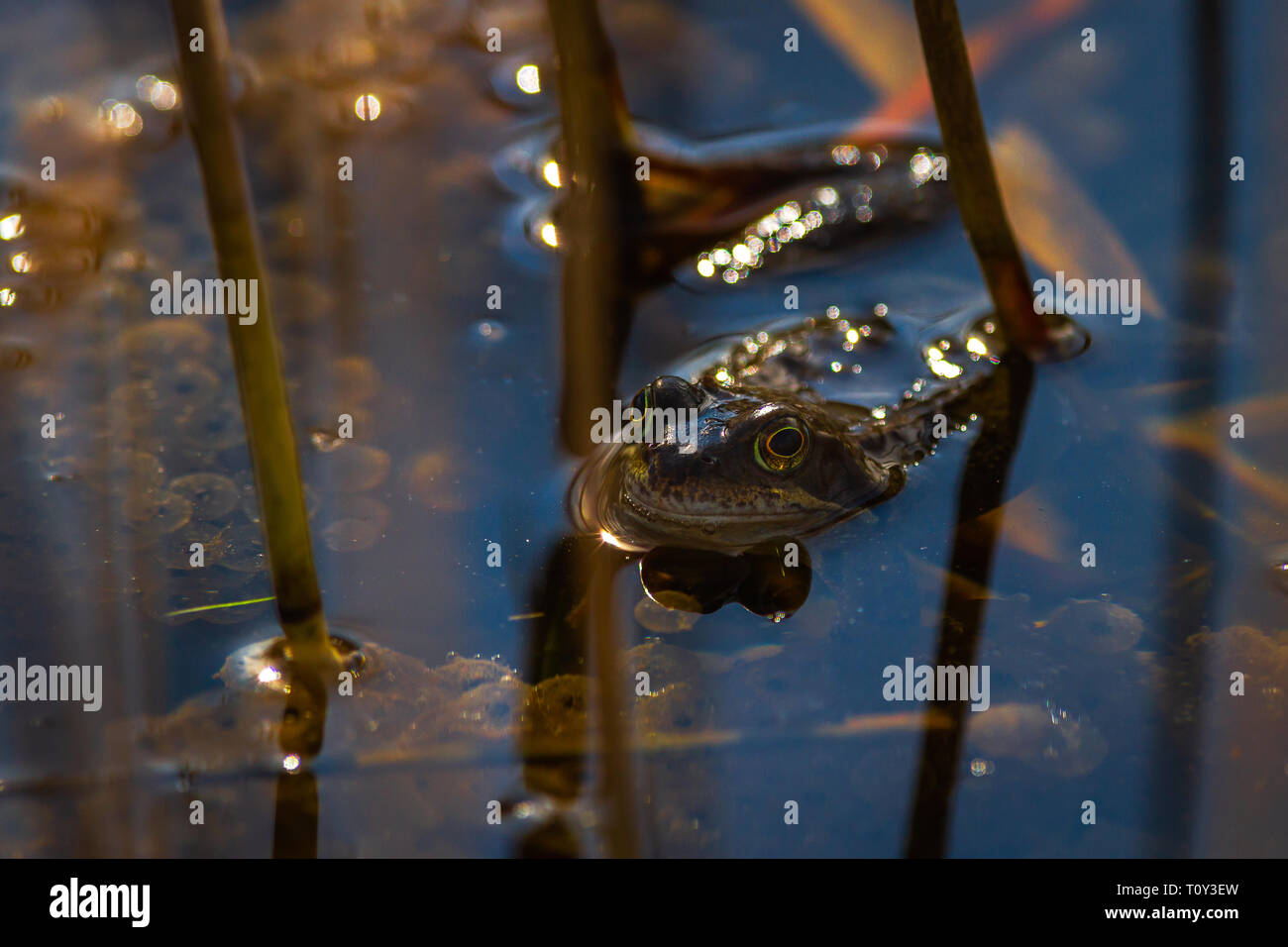 Spring Frog and Frogspawn Stock Photo - Alamy
