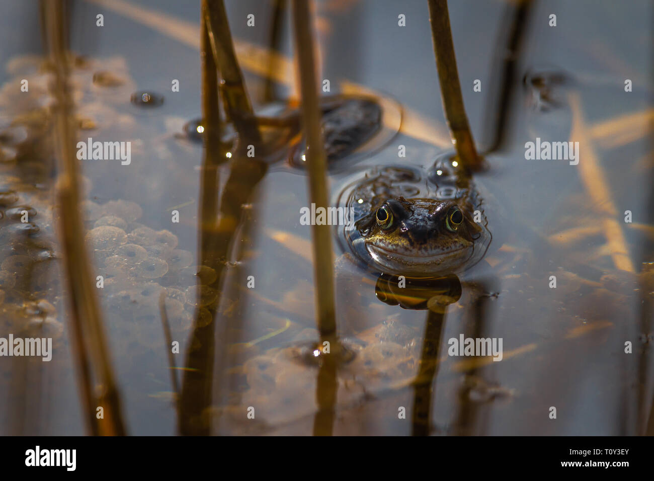 Spring Frog and Frogspawn Stock Photo - Alamy