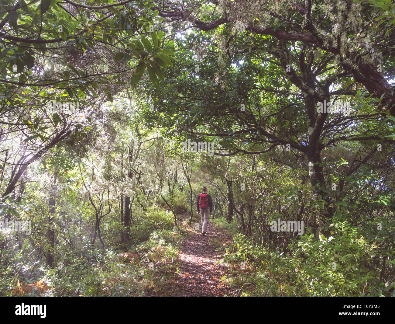 Young man walking on the path hi-res stock photography and images - Alamy