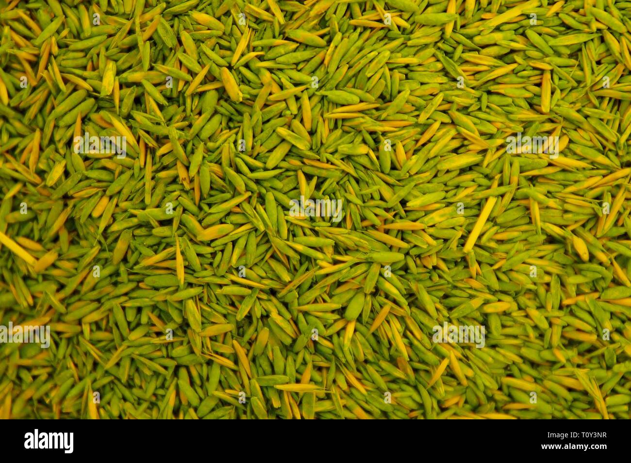 Grass seed background, green colored seed Stock Photo - Alamy