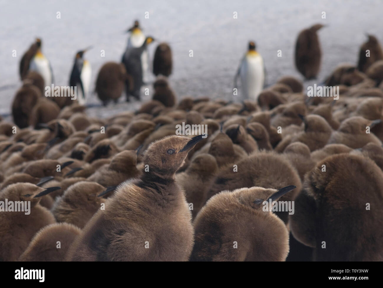 King Penguin chicks Stock Photo - Alamy