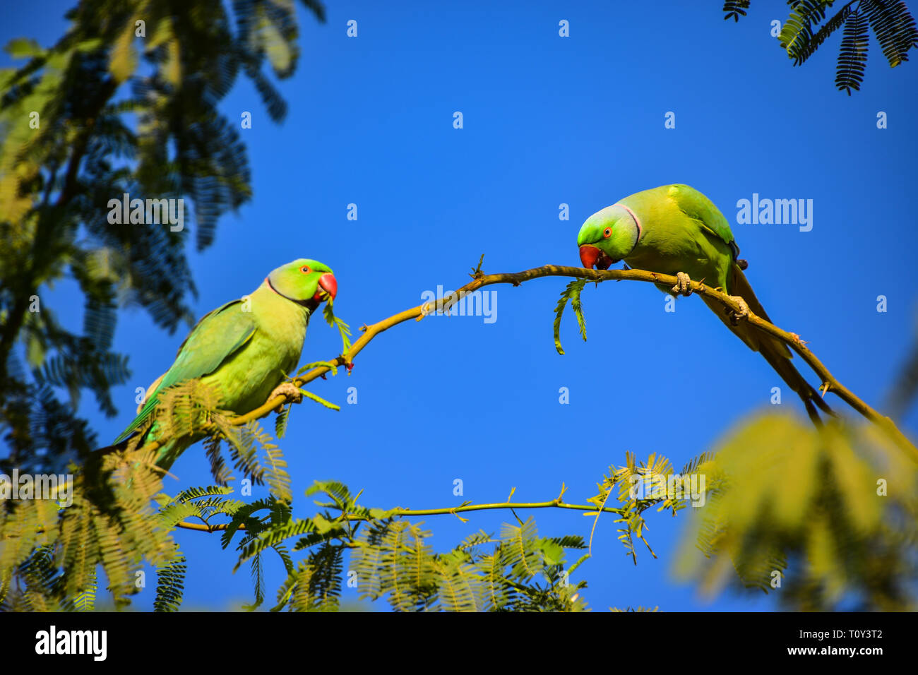Rose Ringed Parakeets, Parrot, Jodhpur, Rajasthan, India Stock Photo ...