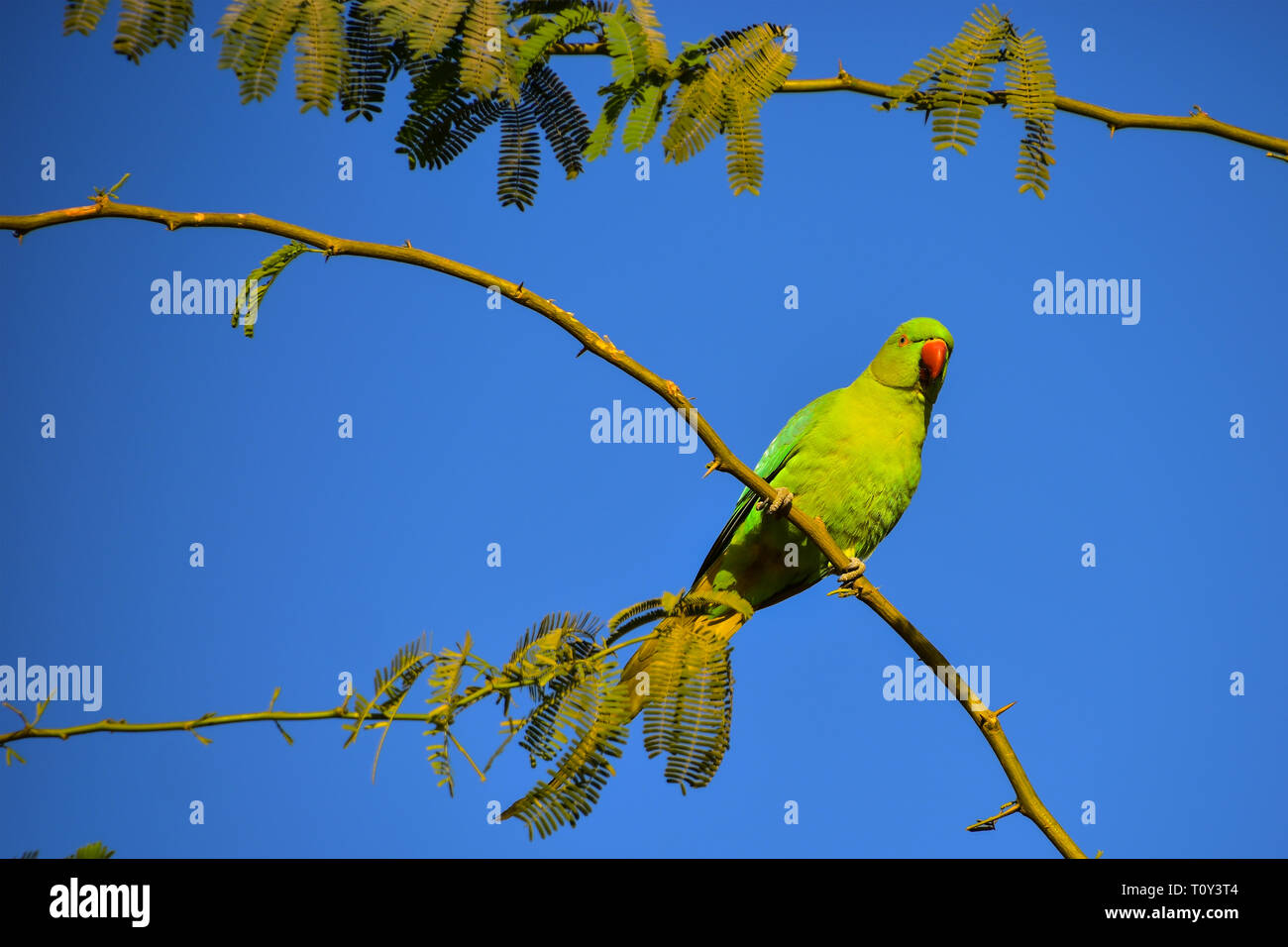 Rose Ringed Parakeets, Parrot, Jodhpur, Rajasthan, India Stock Photo ...