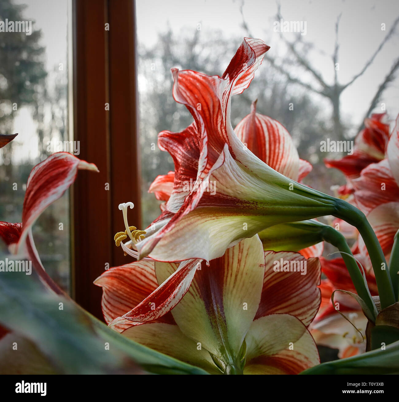 Amarylliss hi-res stock photography and images - Alamy