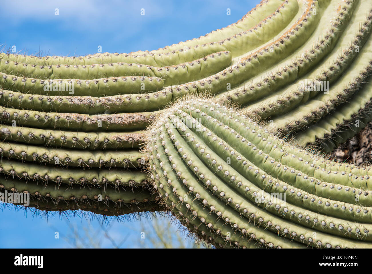 Droopy arms hi-res stock photography and images - Alamy