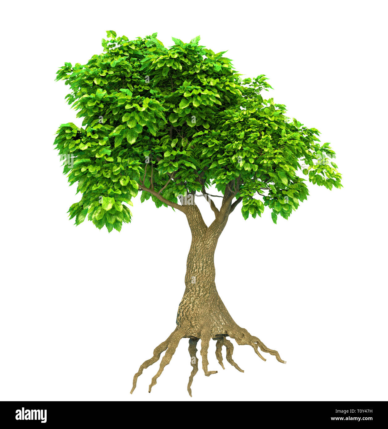tree isolated with roots and leaves, 3D illustration Stock Photo - Alamy