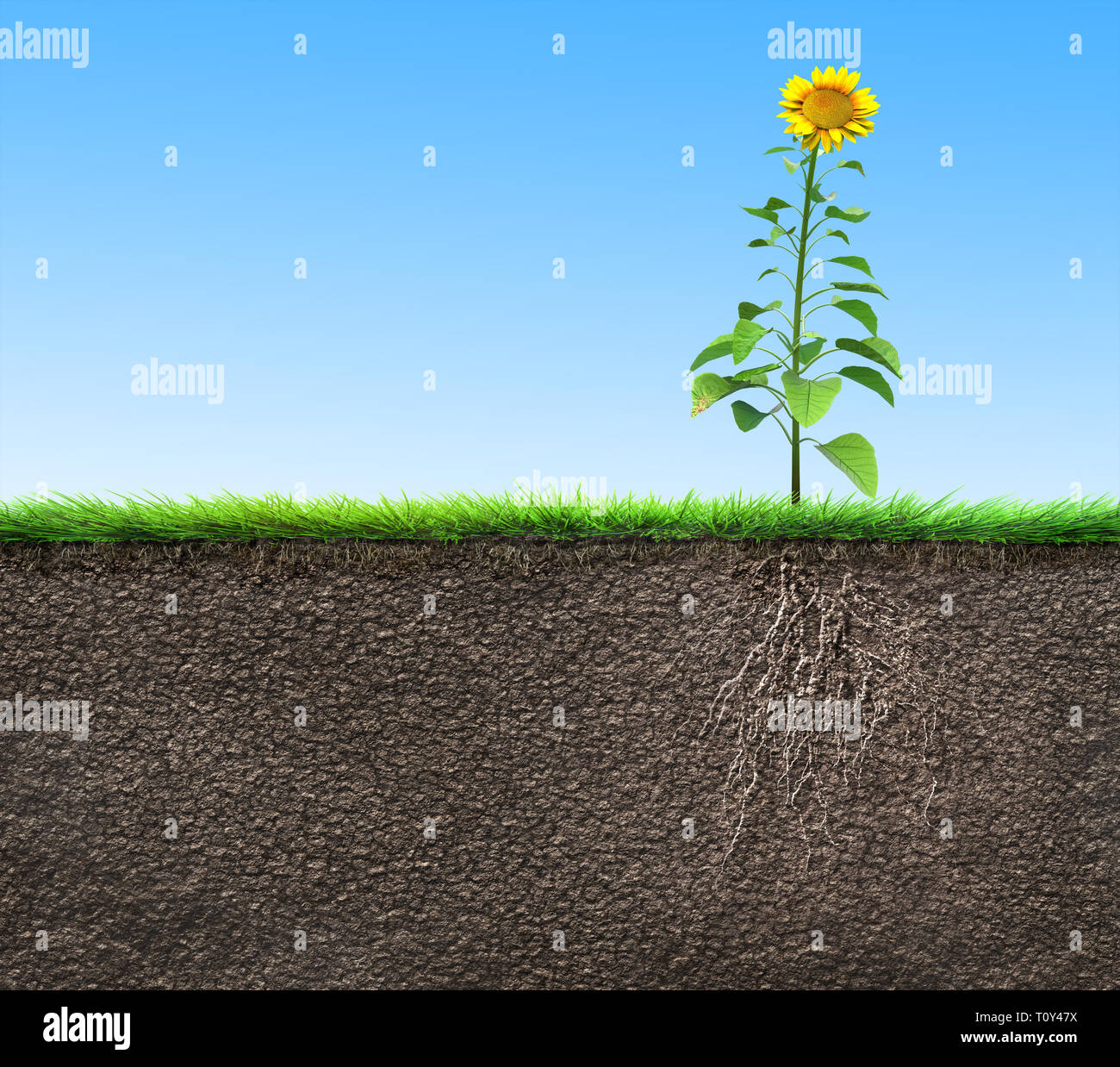 soil with roots and grass Stock Photo - Alamy