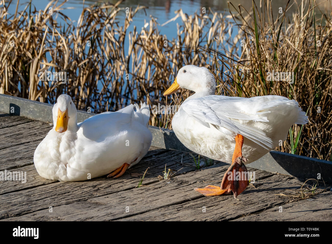 White duck stretching orange legs Stock Photo - Alamy