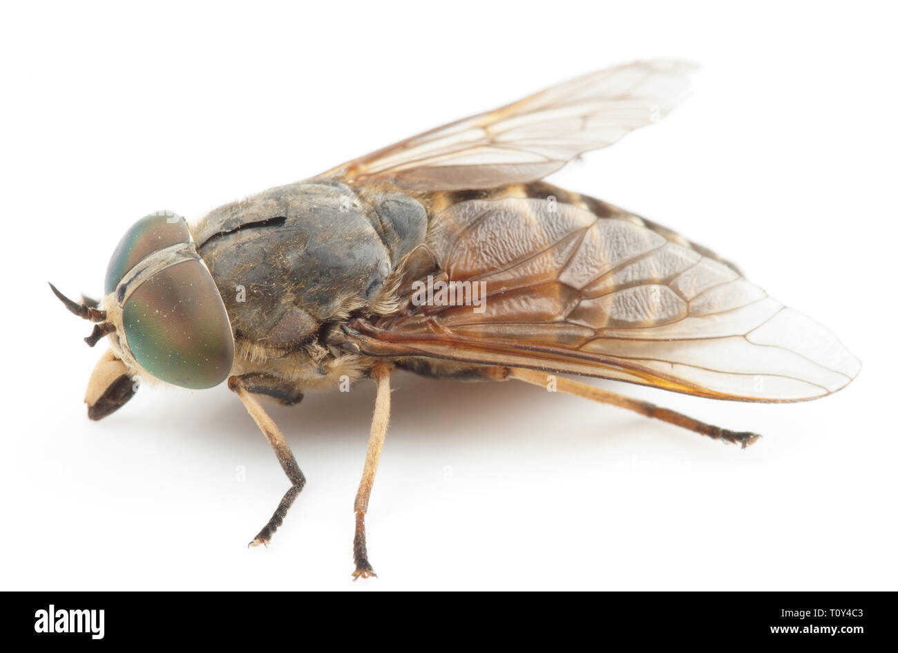 Blood sucking gadfly hi-res stock photography and images - Alamy