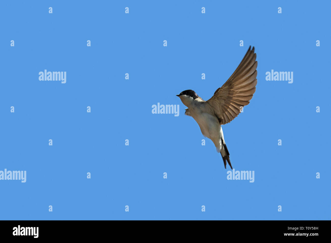 Common house martin / northern house martin (Delichon urbicum) in ...