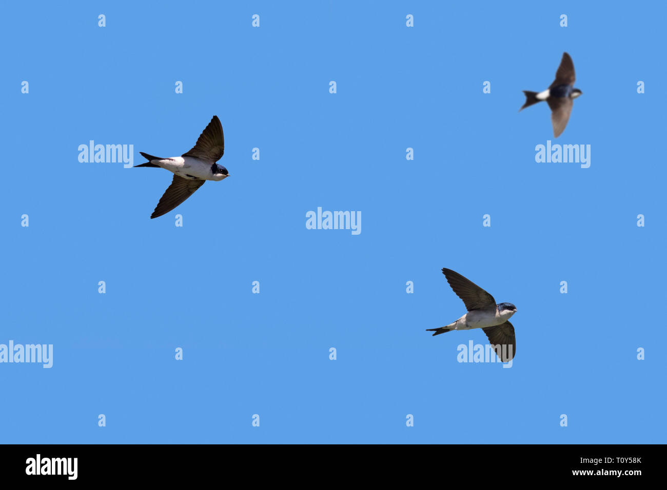Three common house martins / northern house martins (Delichon urbicum ...