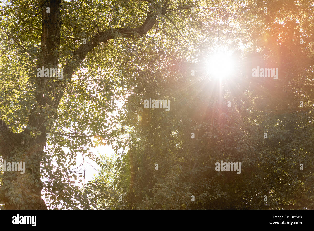 Sunshine through tree green leaves hi-res stock photography and images ...