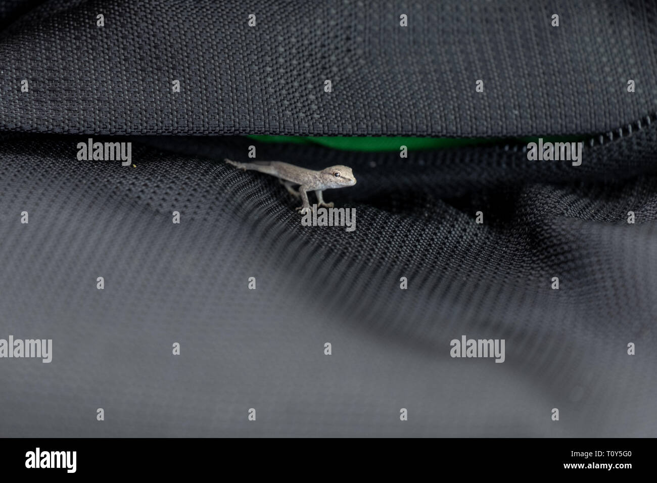 Desert lizard abu dhabi hi-res stock photography and images - Alamy