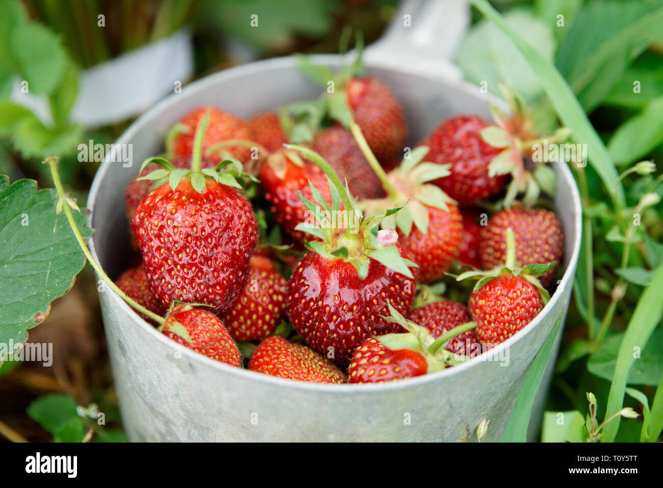 Organic strawberry crop hi-res stock photography and images - Alamy