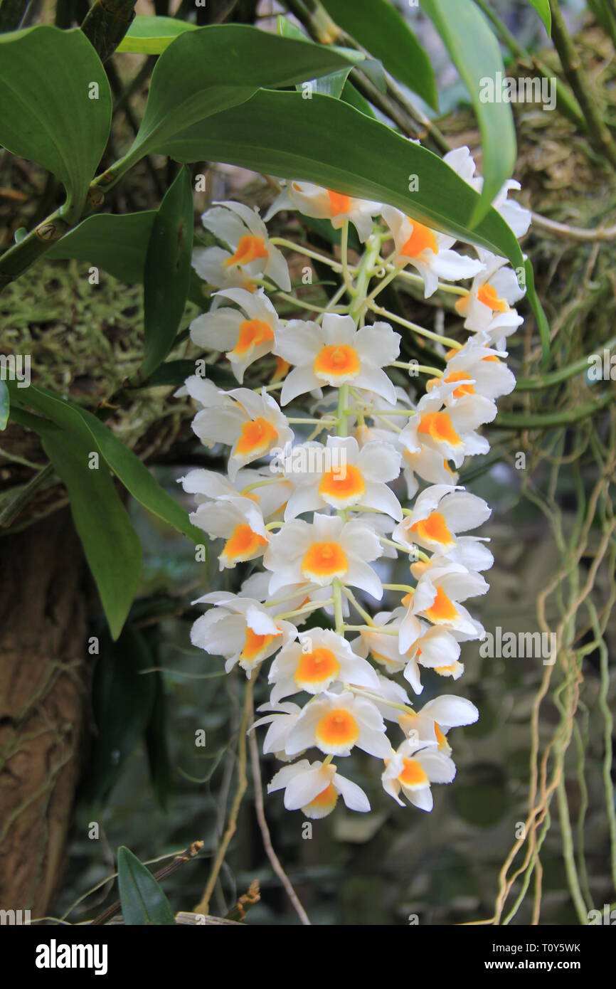 Structure orchid leaves hi-res stock photography and images - Alamy