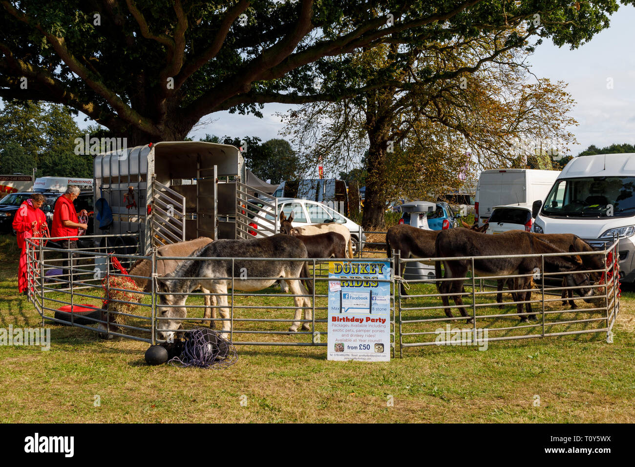 Donkeys inside their pen are prepared for childrens donkey rides at the ...
